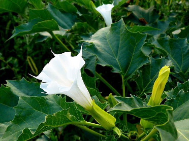 Escopolamina O Burundanga Como Droga Inductora